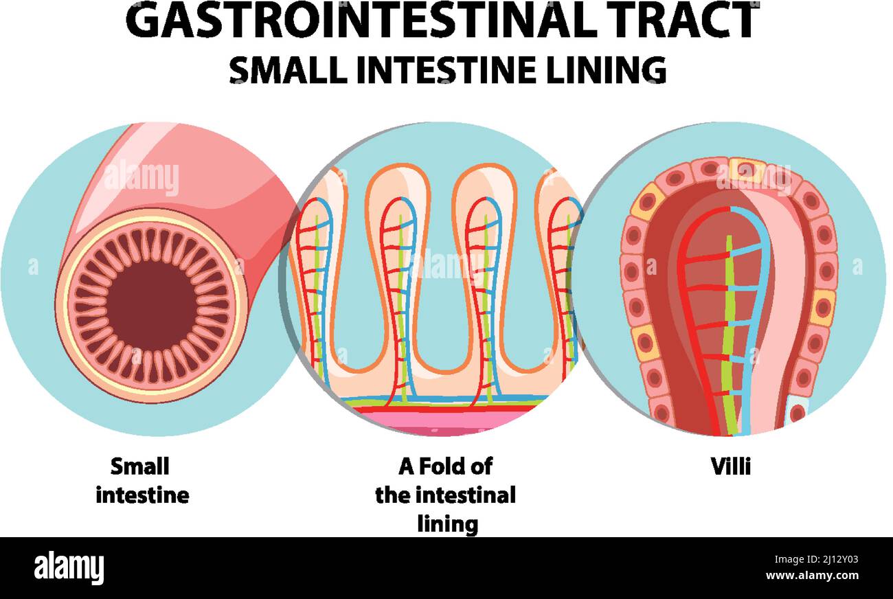 Diagram showing gastrointestinal tract illustration Stock Vector Image ...