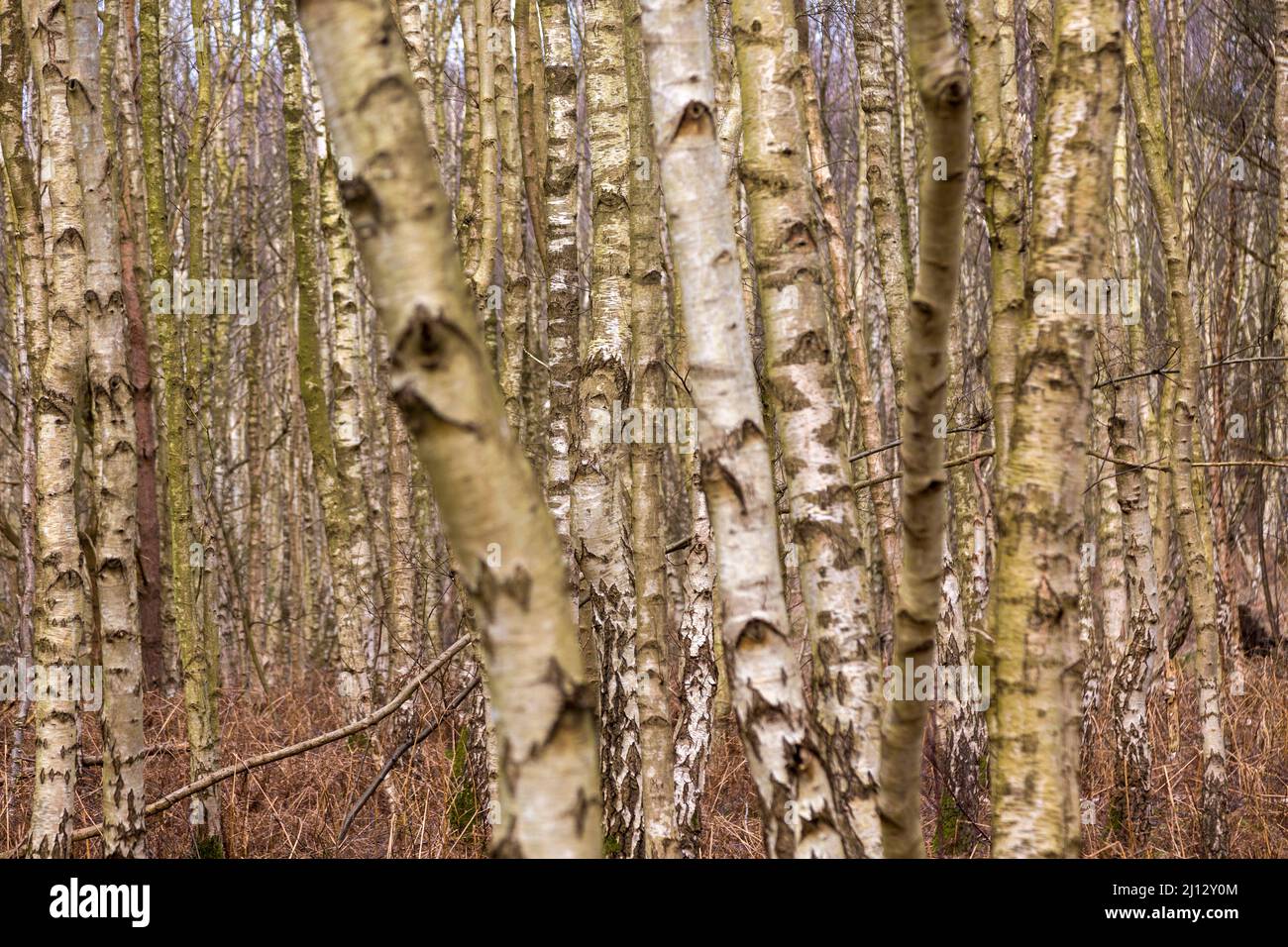 Impenetrable growth of Silver Birch tree trunks (Betula pendula ...