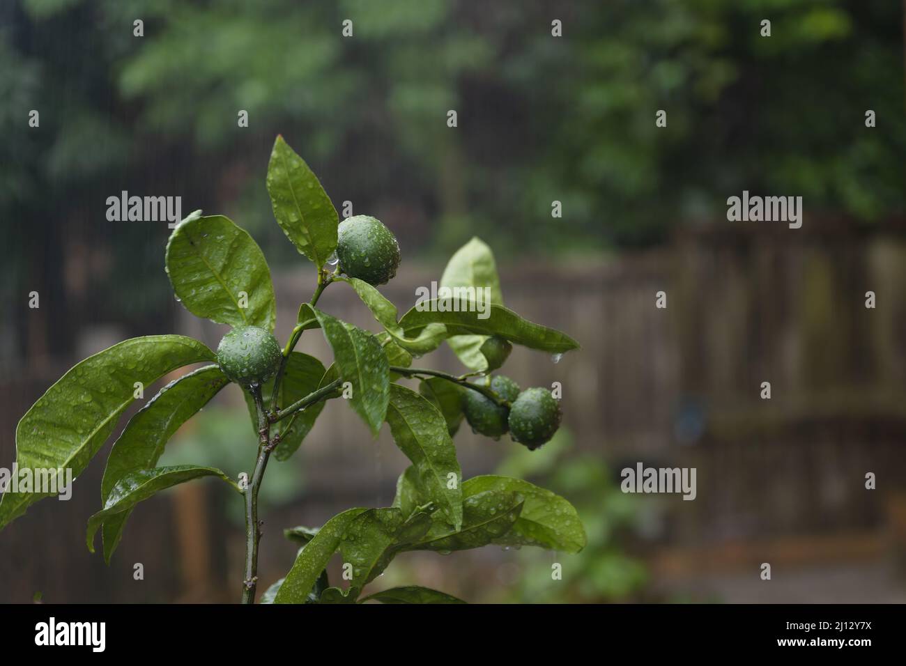 Lemon tree in the rain with rain drops on the green lemons, in an ...