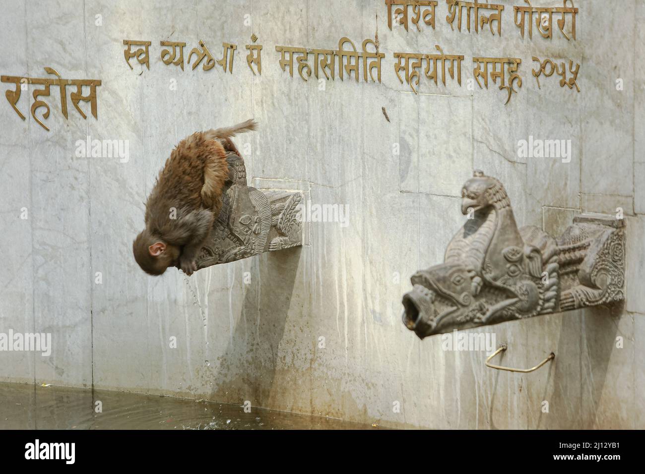 Nepal. 22nd Mar, 2022. Monkey drinks water from Dhunge Dhara (a ...