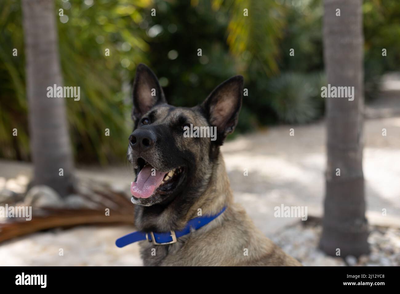 Portrait of Shepherd dog with open mouth.. Dog in a tropical garden ...