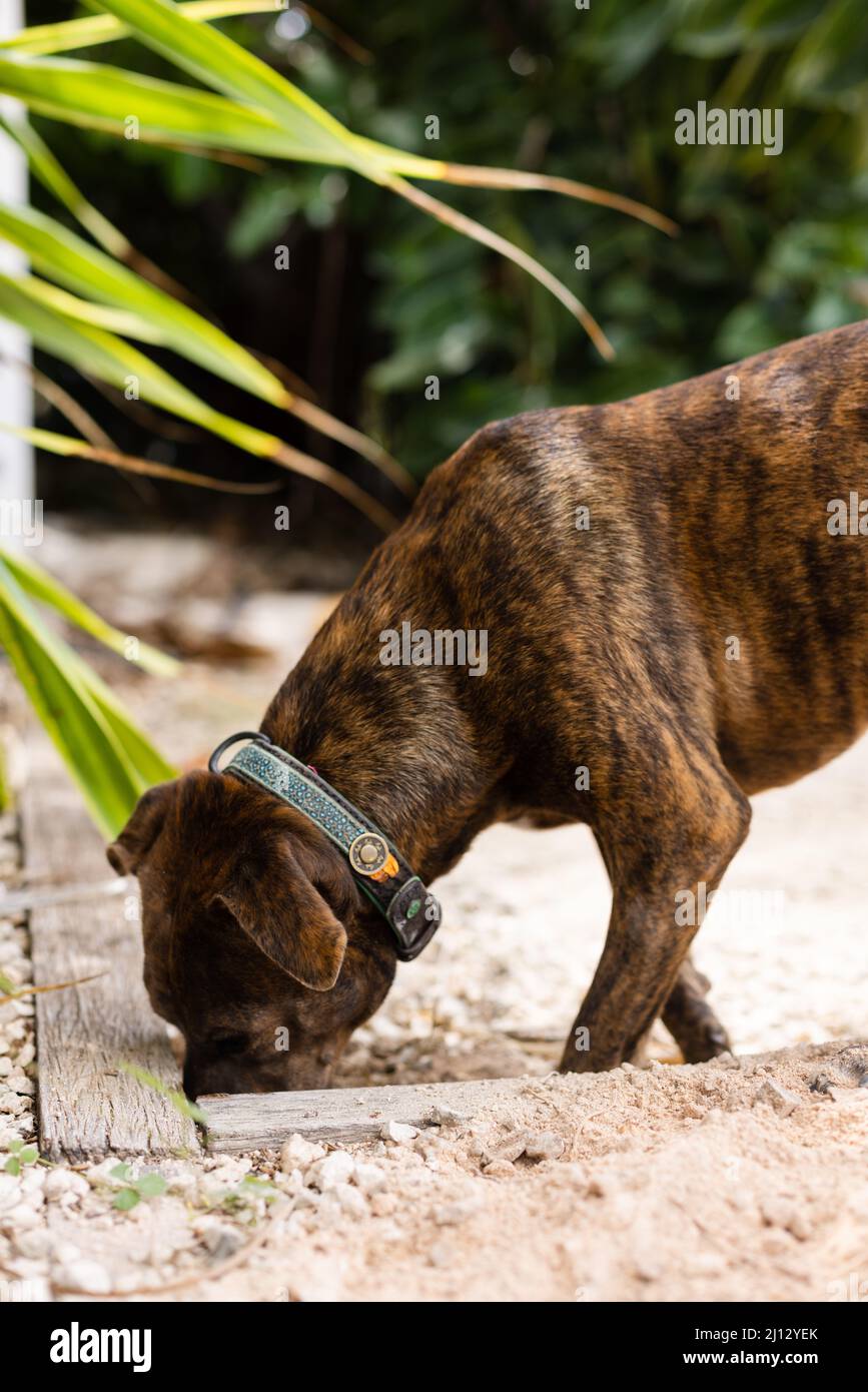 The dog hunting mice in a garden. Staffordshire terrier Stock Photo - Alamy