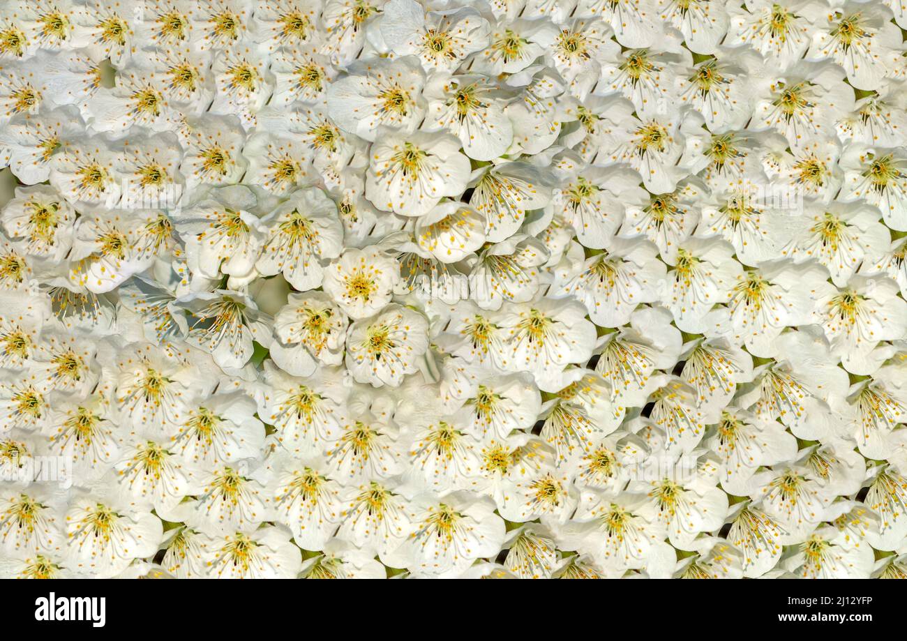 snow white flowers background Stock Photo - Alamy