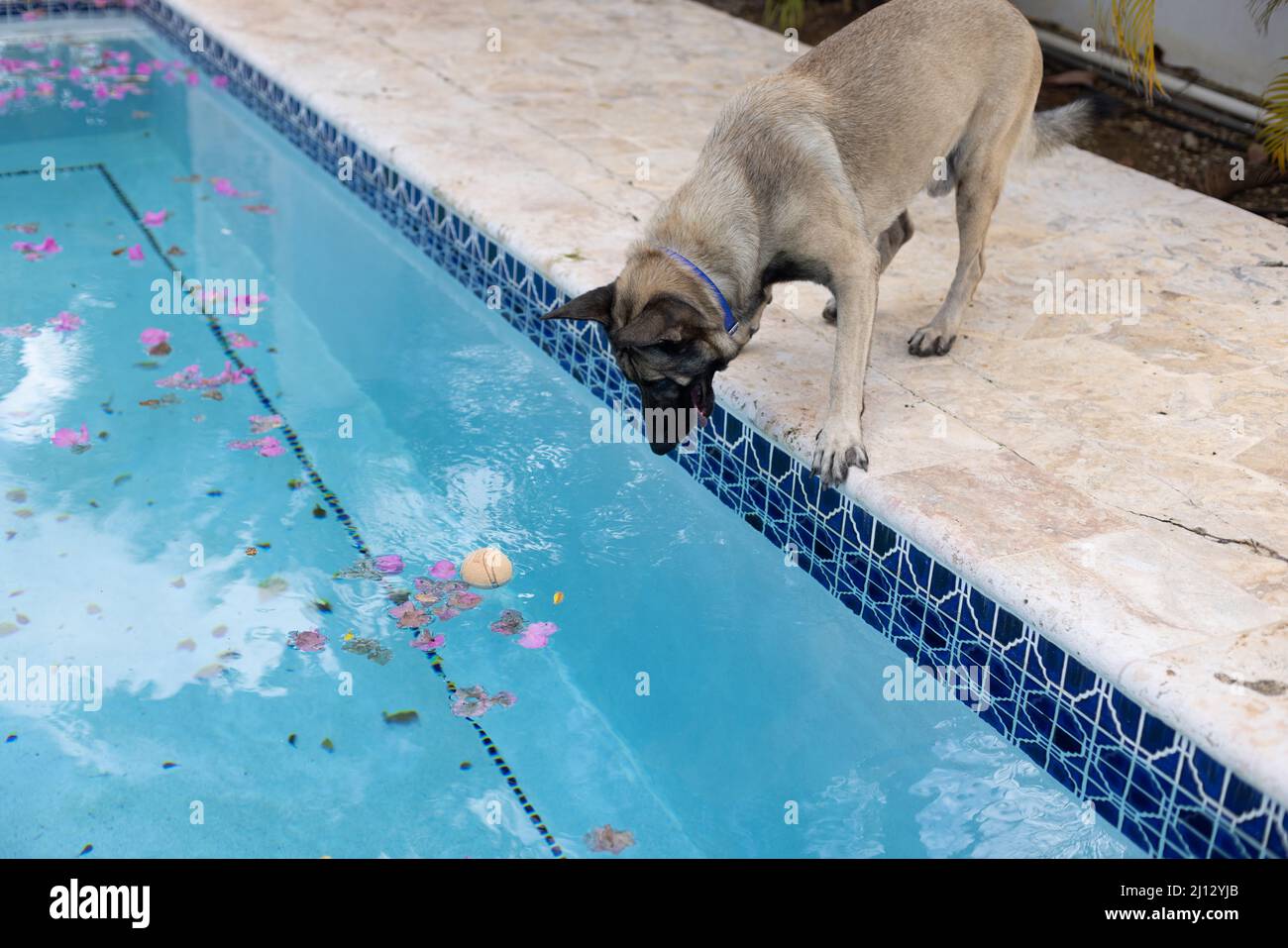 Can Dogs Swim In A Pool With A Liner