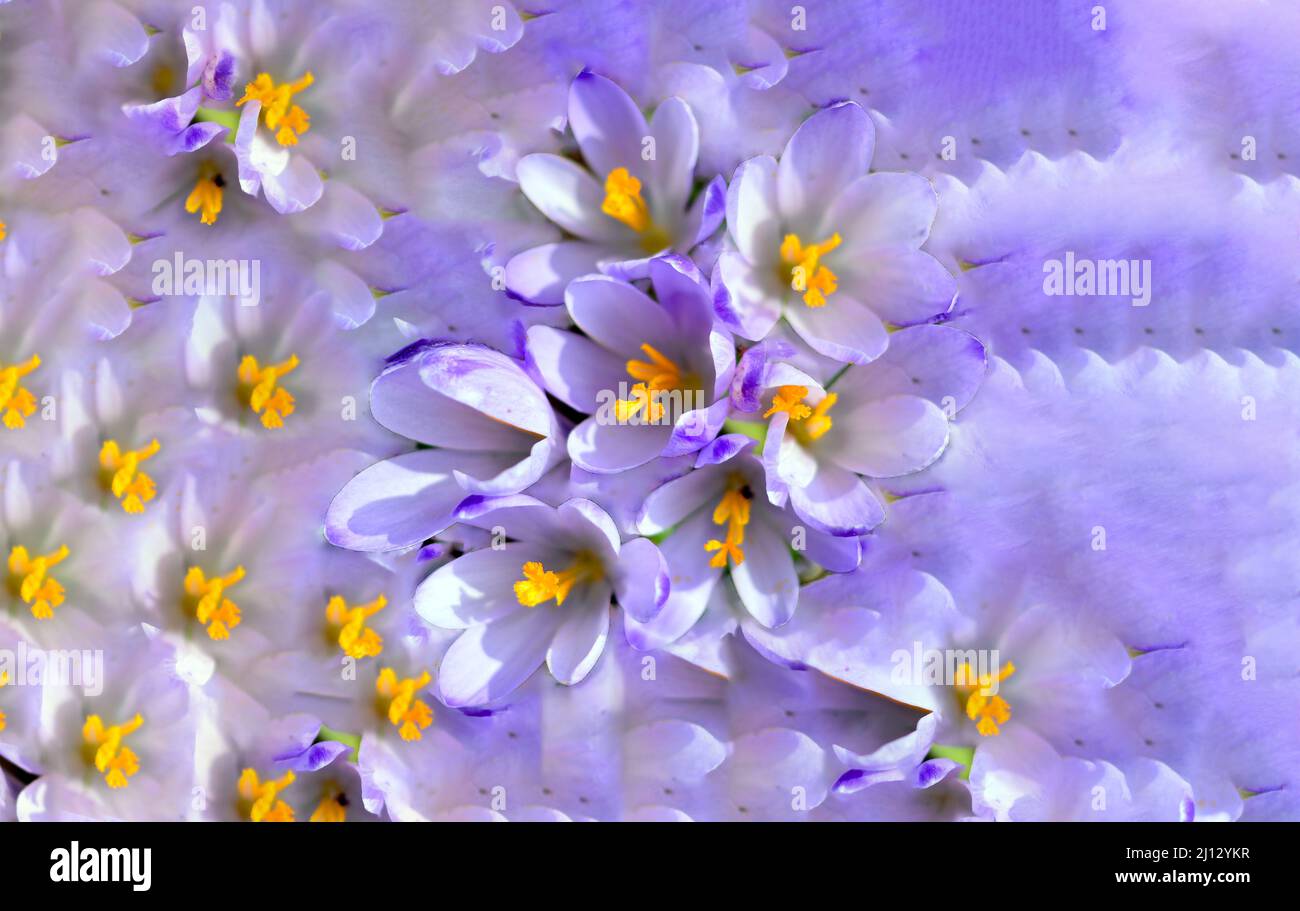 background of purple flowers blown by the wind Stock Photo - Alamy
