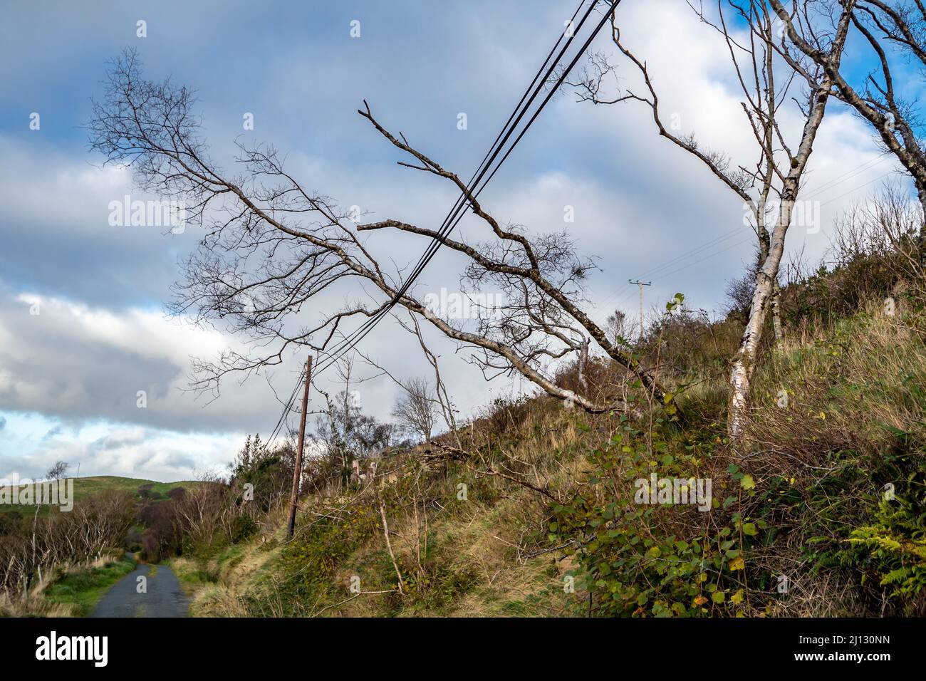 Tree fallen on power and communication line after the storm Stock Photo ...