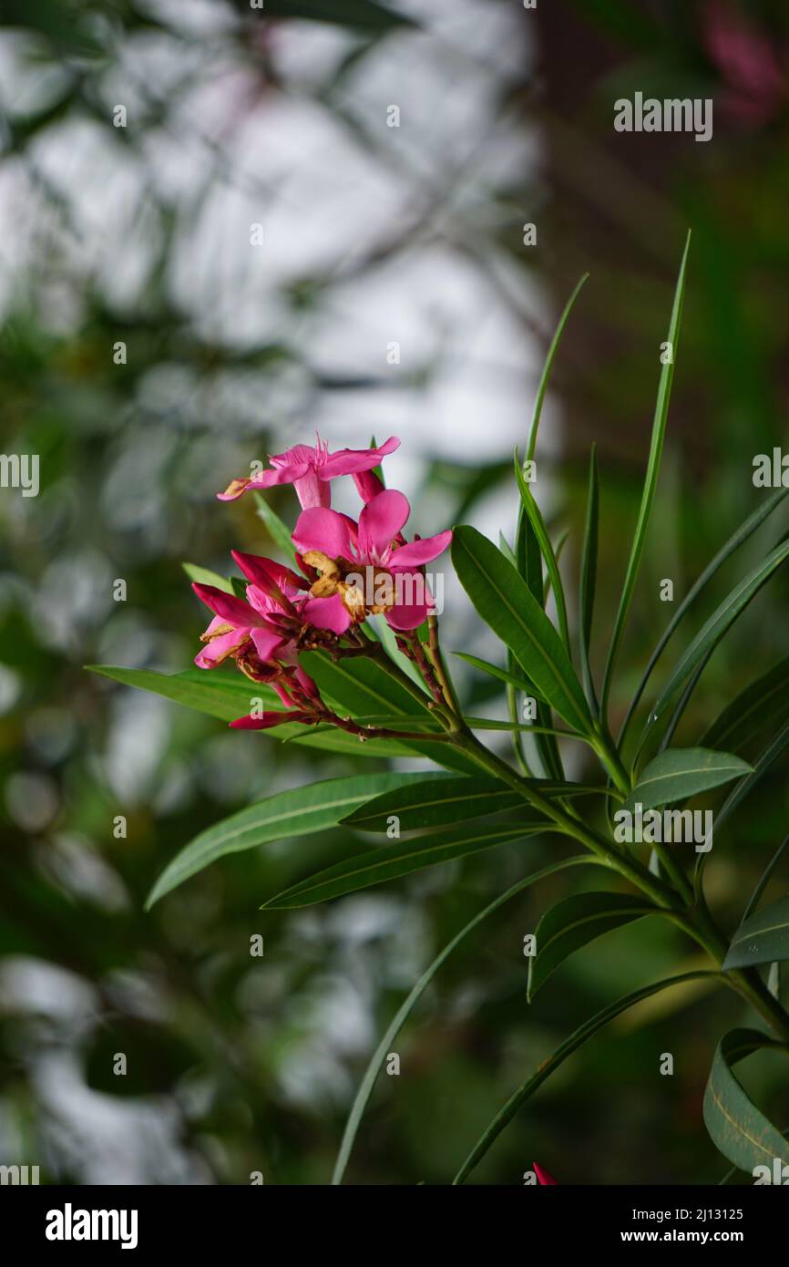 Nerium oleander (also called oleander, nerium, bunga mentega, bunga ...