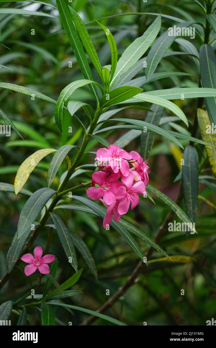 Nerium oleander (also called oleander, nerium, bunga mentega, bunga ...