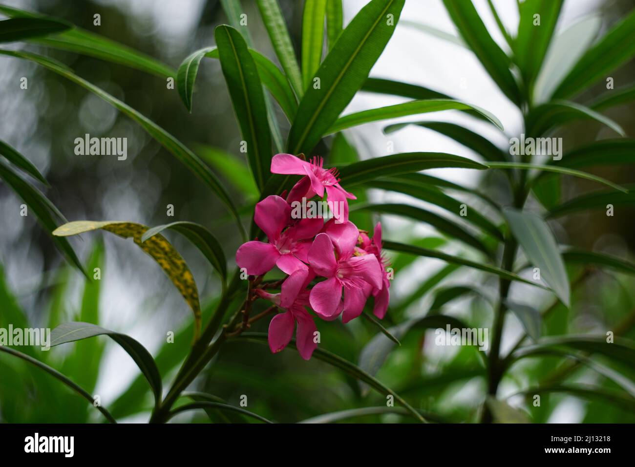 Nerium oleander (also called oleander, nerium, bunga mentega, bunga ...
