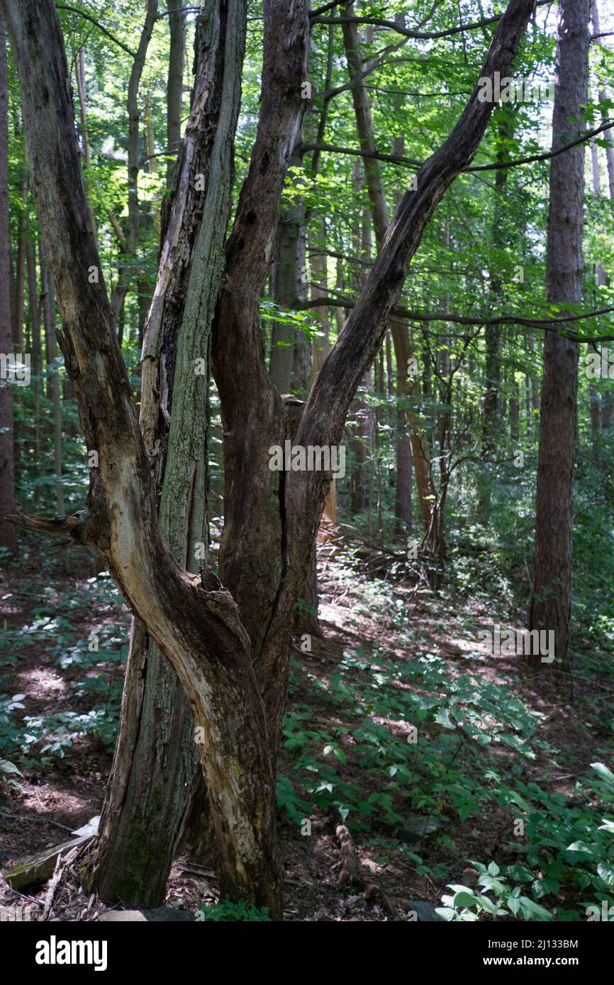 Branching tree along the Finger Lakes Trail Stock Photo - Alamy
