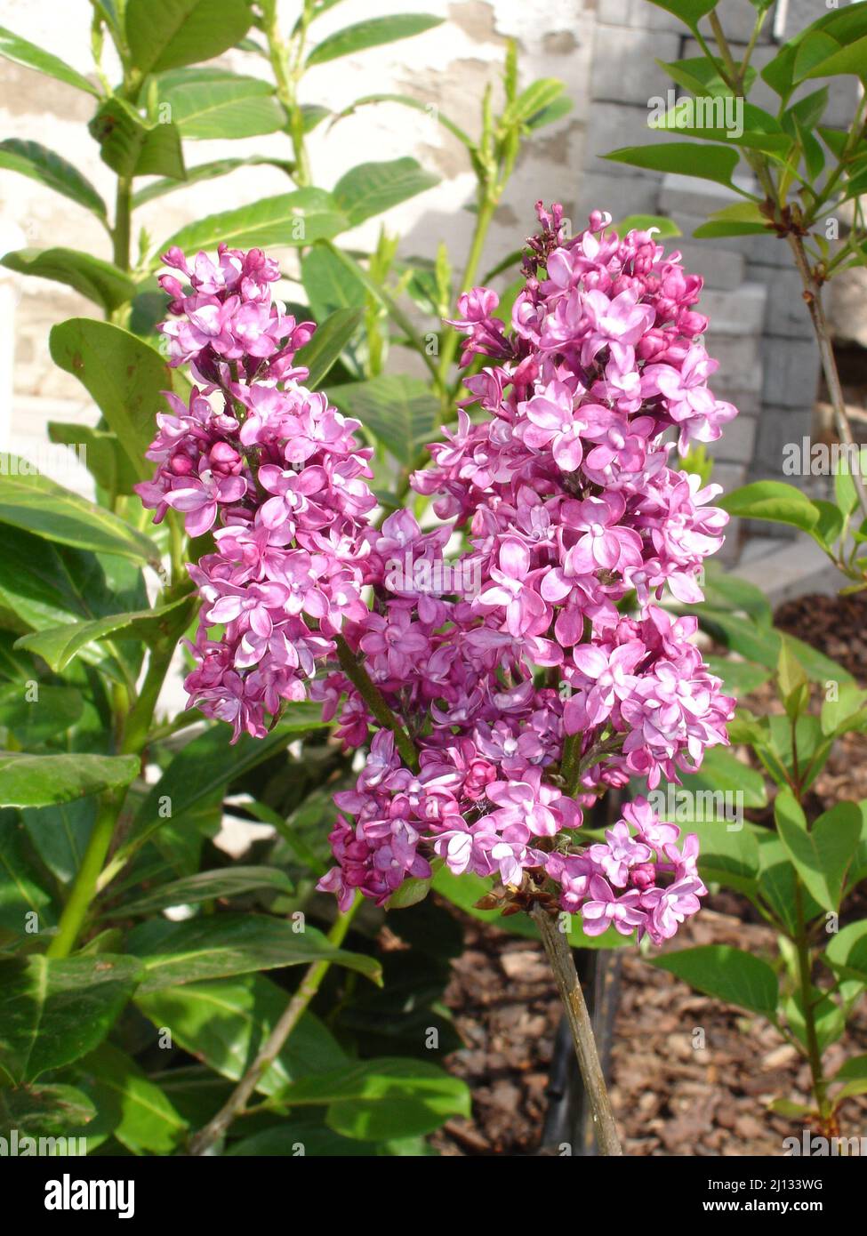 Syringa vulgaris garden hi-res stock photography and images - Alamy