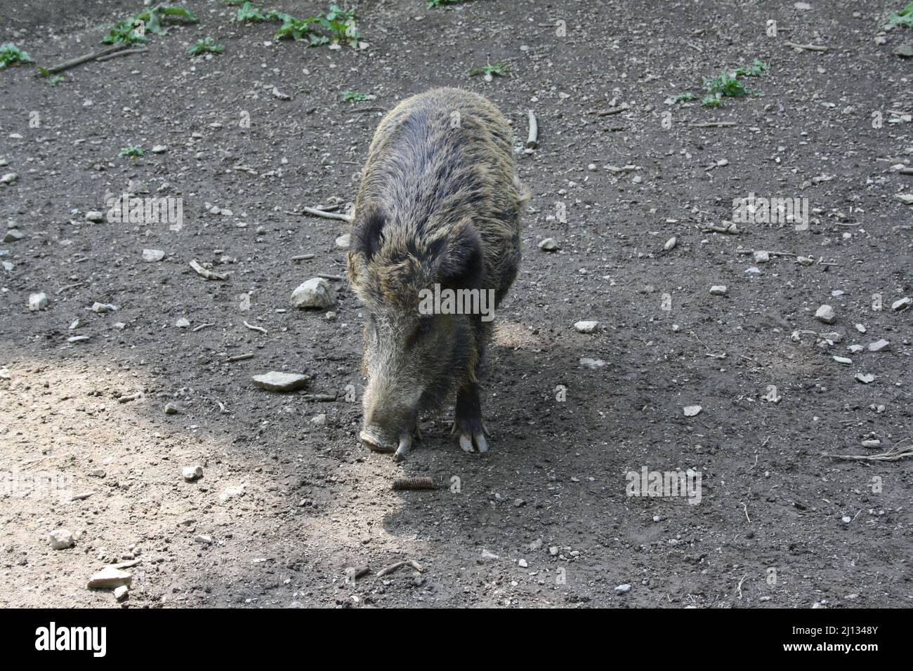Wild boar on a forest path Stock Photo - Alamy