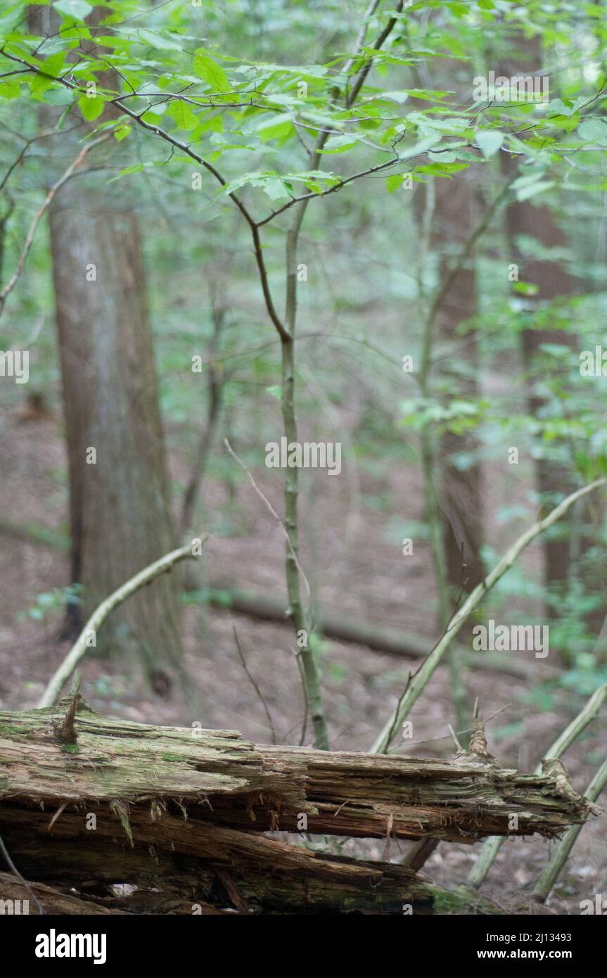 Small tree among the forest Stock Photo - Alamy