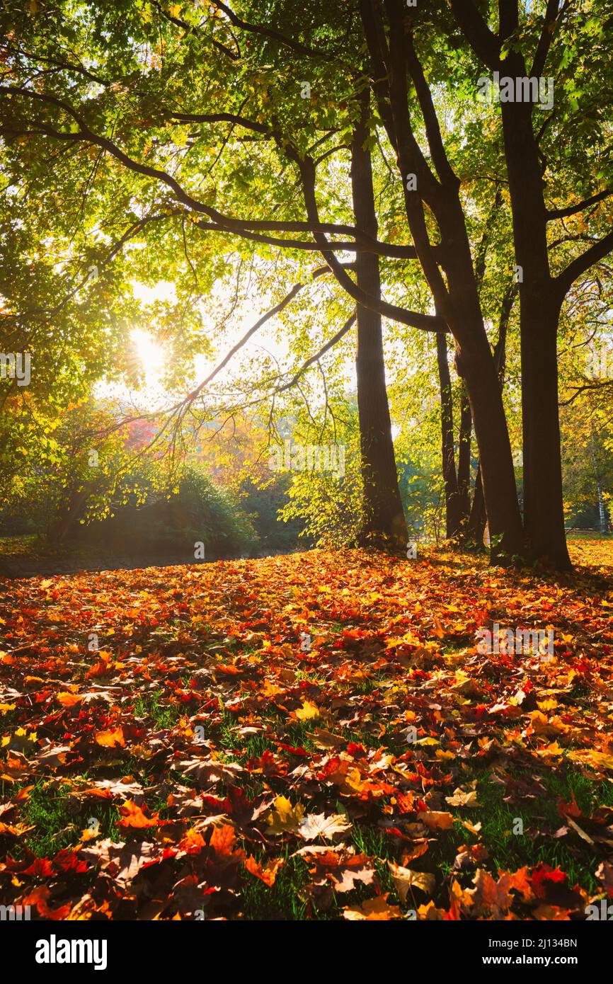 Golden autumn fall October in famous Munich relax place - Englishgarten ...