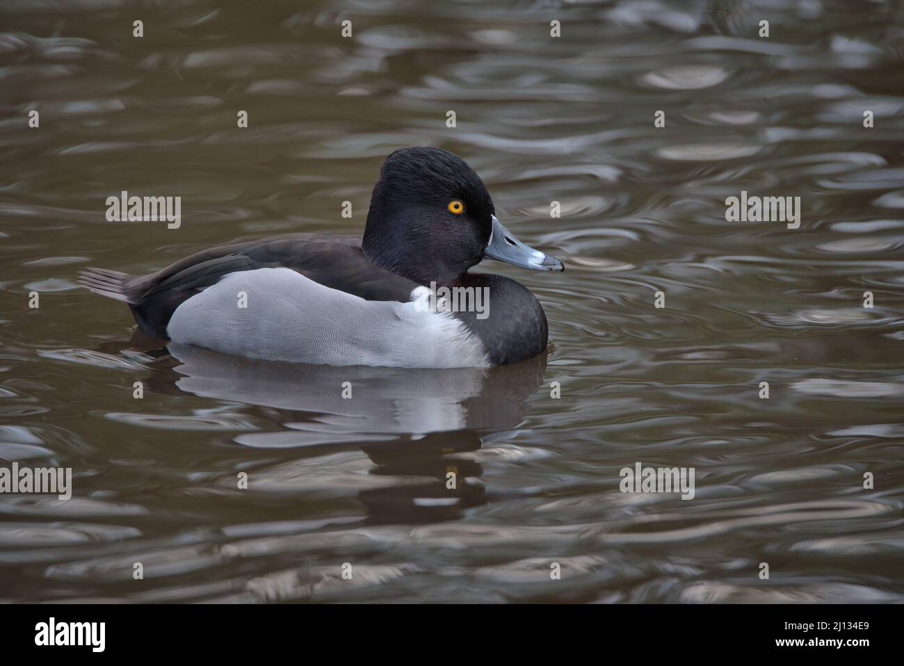 Drake Ring-necked duck swimming on a pond. Drake Ring-necked duck ...
