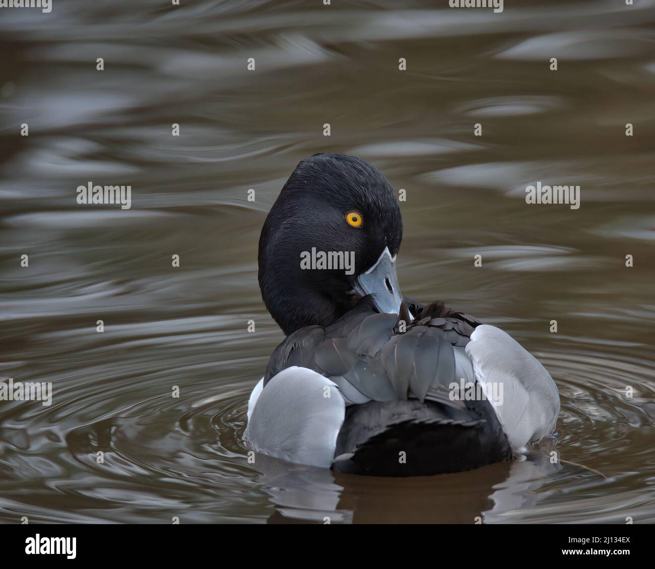 Drake Ring-necked duck swimming on a pond. Drake Ring-necked duck ...