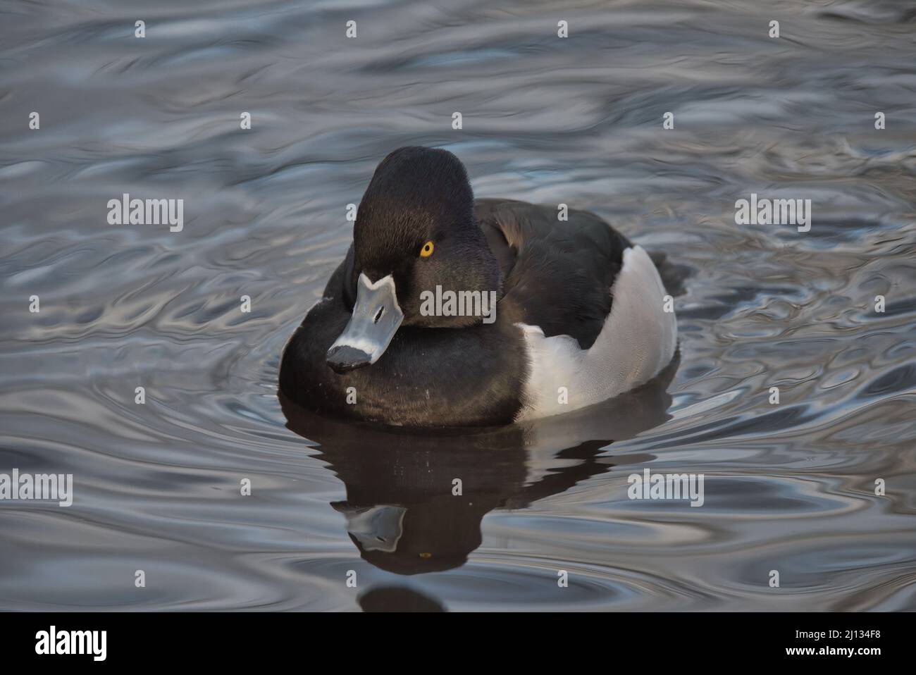 Drake Ring-necked duck swimming on a pond. Drake Ring-necked duck ...