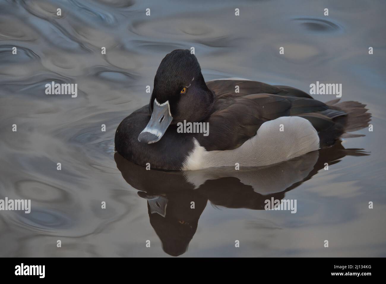 Drake Ring-necked duck swimming on a pond. Drake Ring-necked duck ...