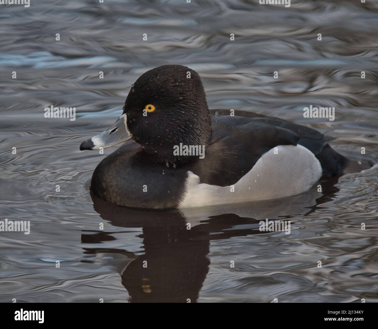Drake Ring-necked duck swimming on a pond. Drake Ring-necked duck ...