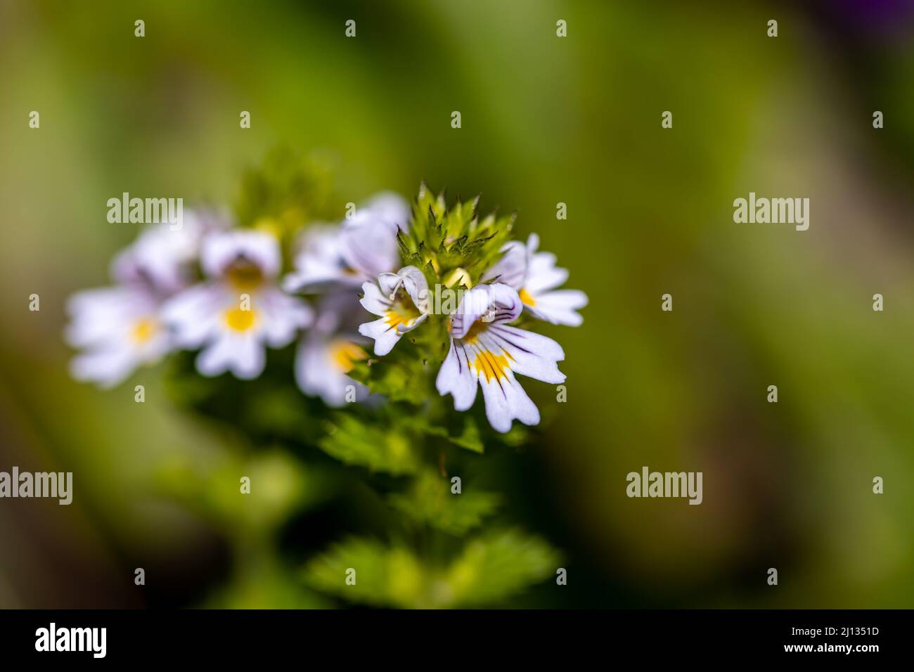 Euphrasia alpina flower in meadow Stock Photo - Alamy