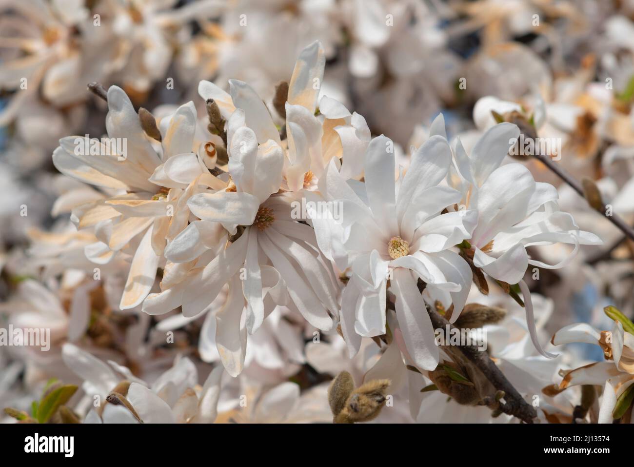 Italy, Lombardy, Garden, Star Magnolia, Magnolia Stellata, Blooming ...