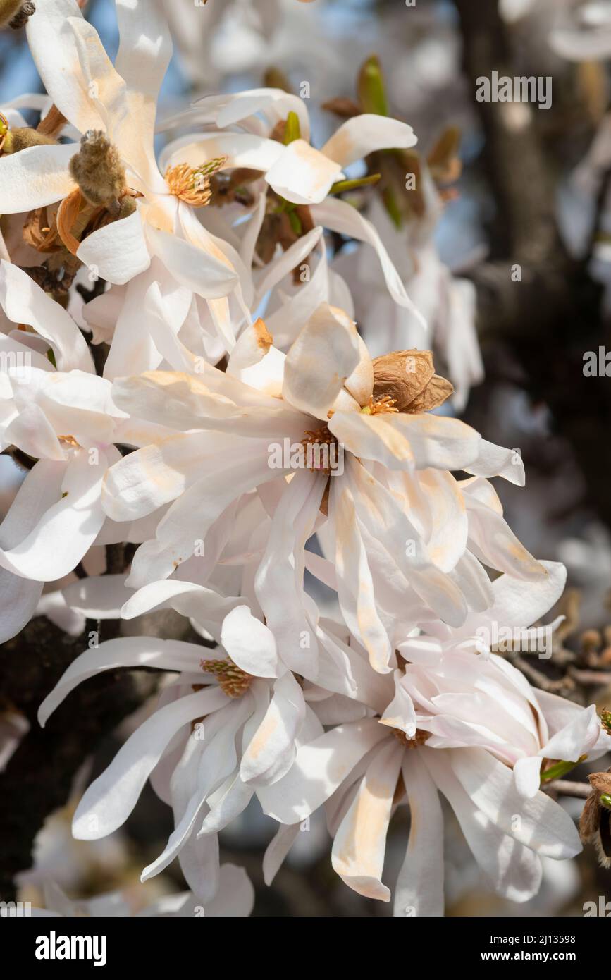 Italy, Lombardy, Garden, Star Magnolia, Magnolia Stellata, Blooming ...