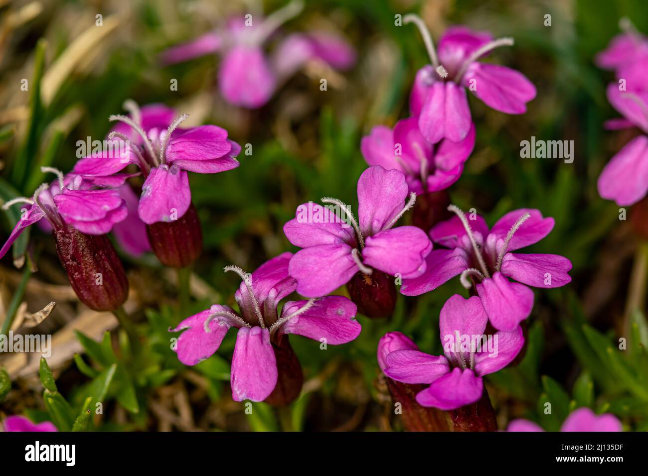 Silene acaulis leaf hi-res stock photography and images - Alamy