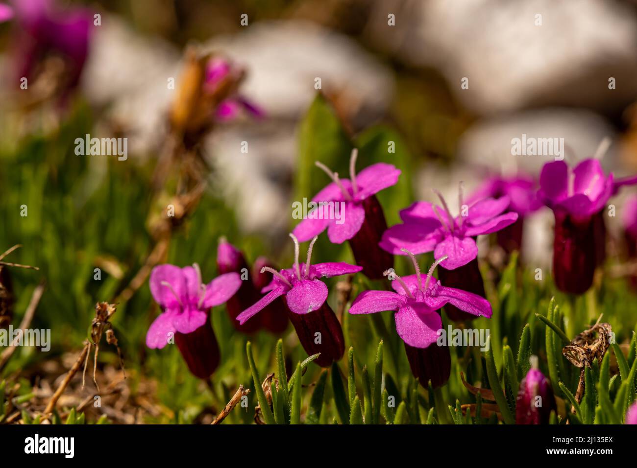 Silene acaulis flower in mountains, close up Stock Photo - Alamy