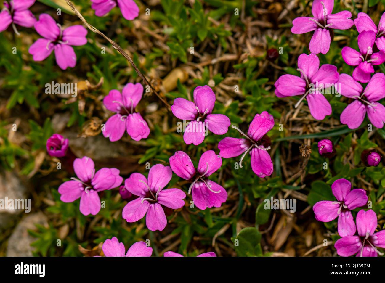 Silene acaulis leaf hi-res stock photography and images - Alamy