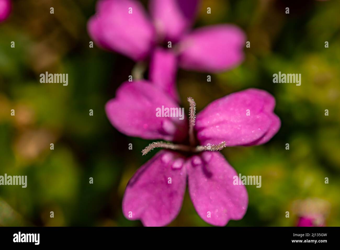 Silene acaulis leaf hi-res stock photography and images - Alamy