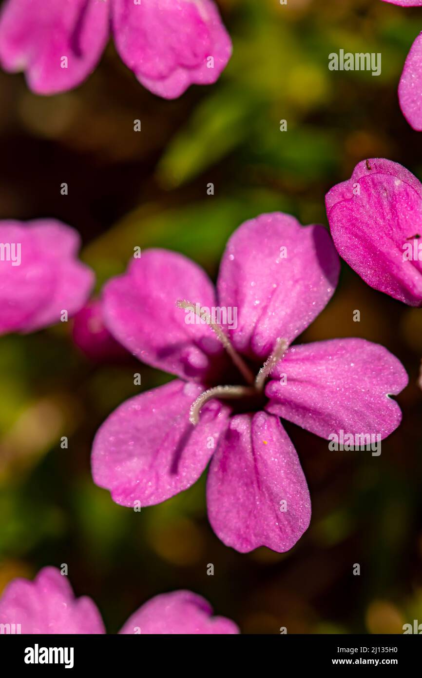 Silene acaulis flower growing in mountains, close up shoot Stock Photo ...