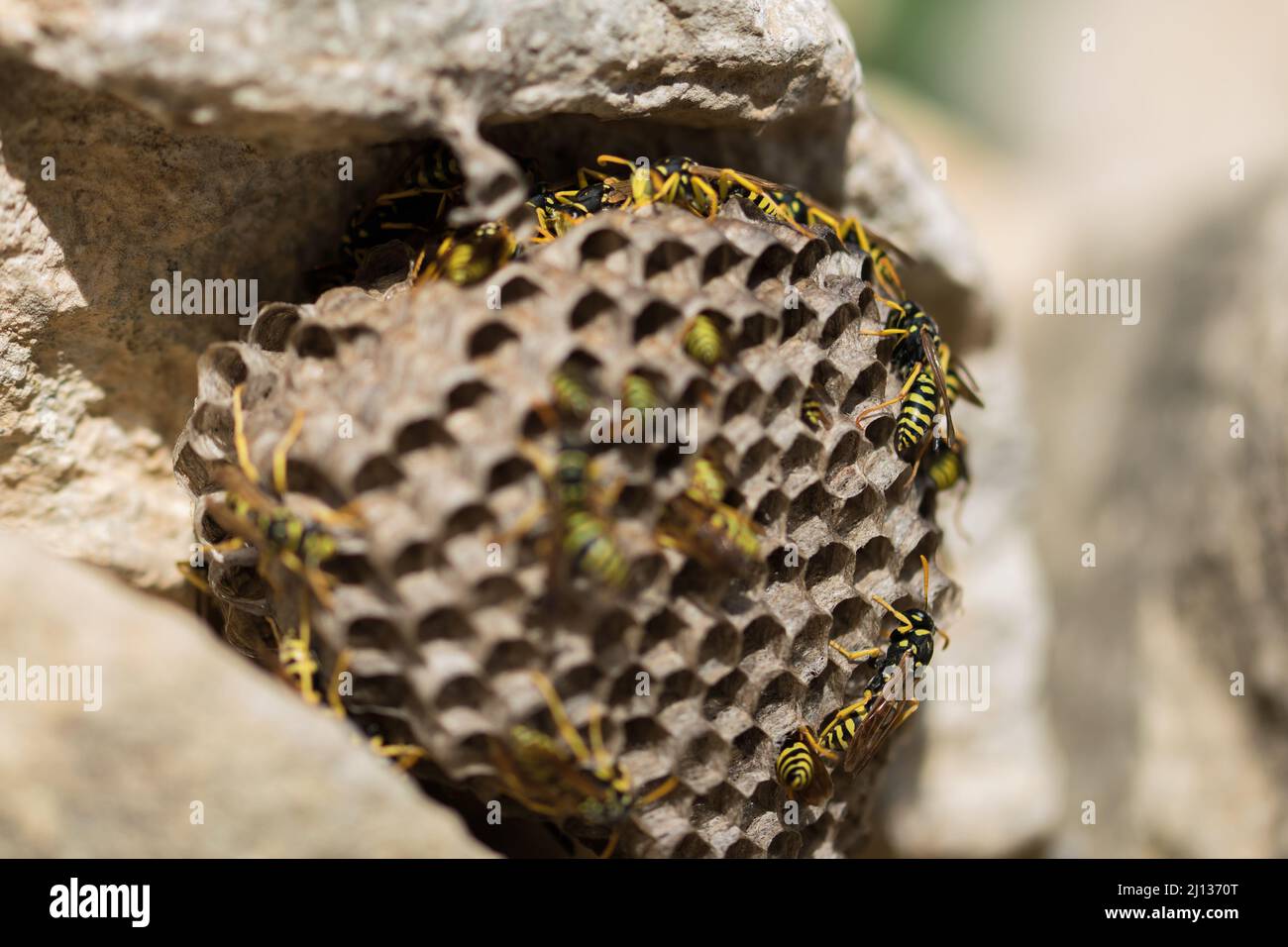 A nest or hive of Large Paper Wasps, Polistes gallicus, striped yellow ...