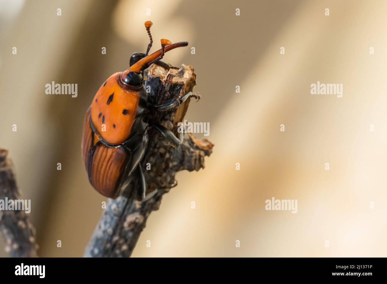 A red palm weevil, Rhynchophorus ferrugineus, resting on a dry twig in ...