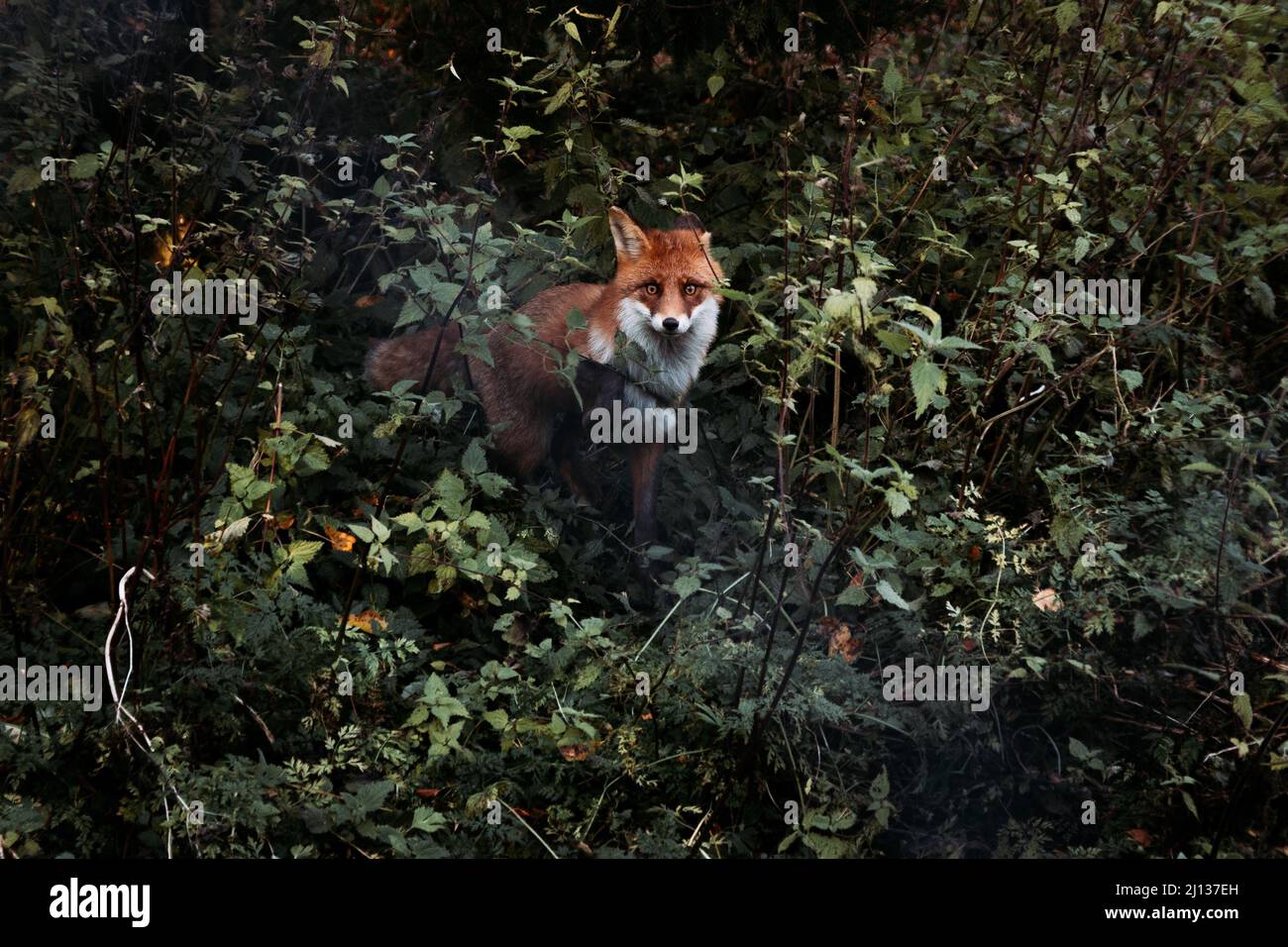Red fox in the forest among the greenery Stock Photo - Alamy