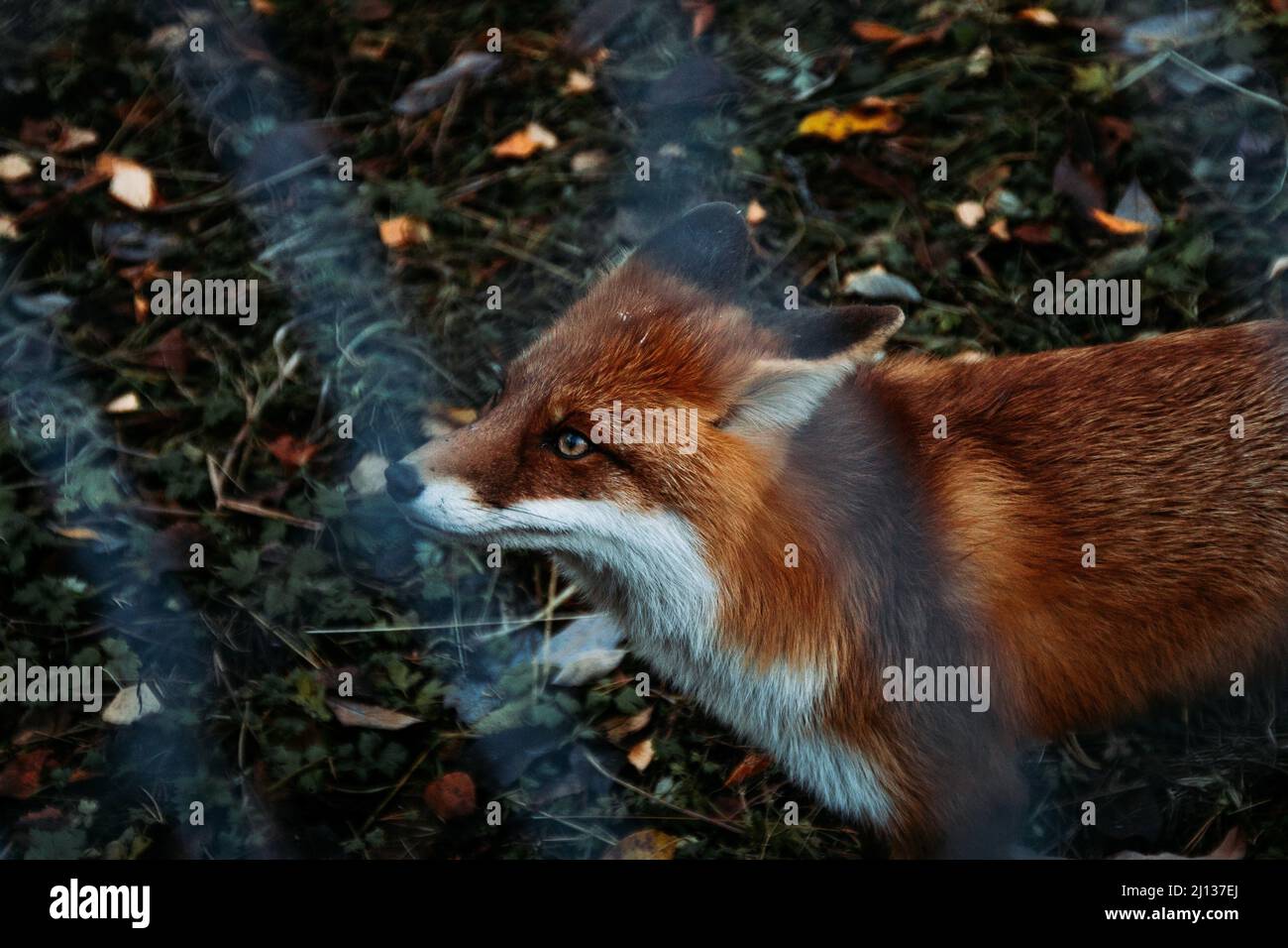 Selective focus shot of a red fox in the forest Stock Photo - Alamy
