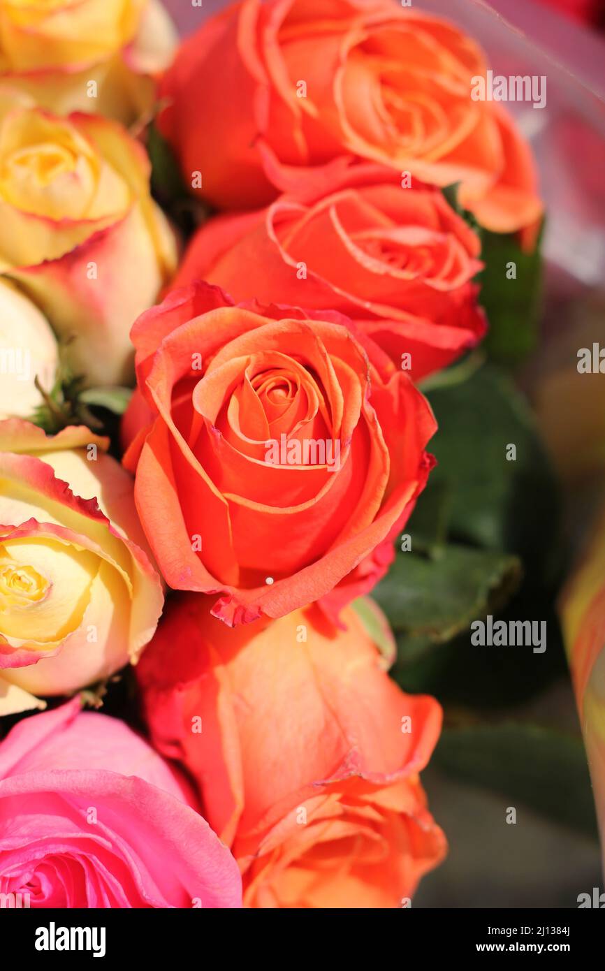 Beautiful bouquet of fresh flowers as a gift for someone special Stock ...