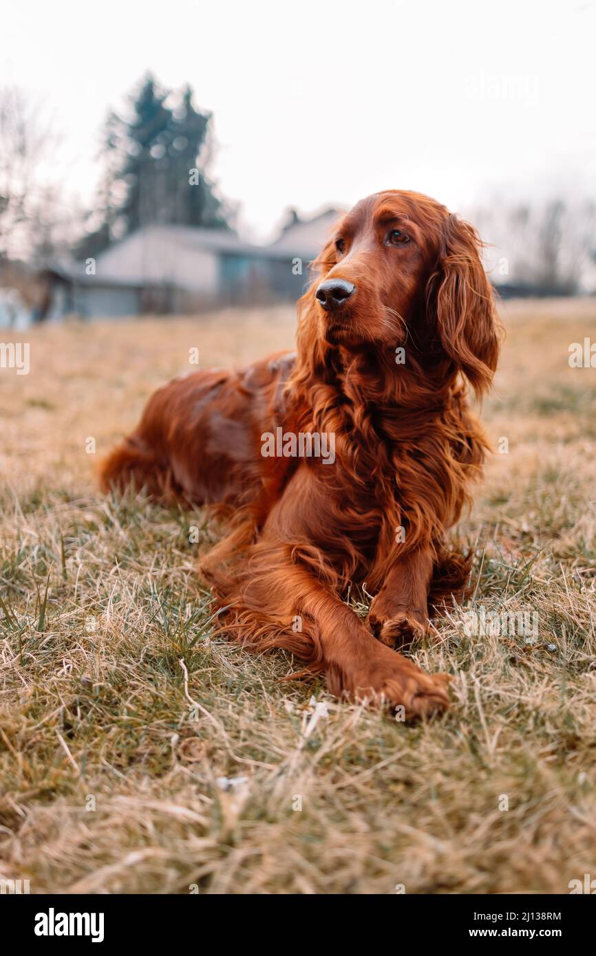 Irish red setter dog resting on green grass background, outdoors Stock ...