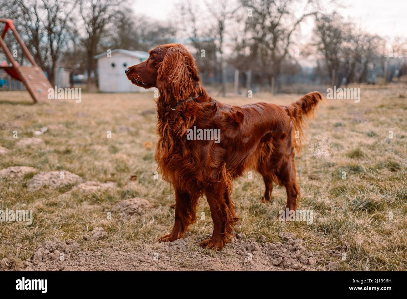 Happy Irish setter dog playing outdoors at spring time Stock Photo - Alamy