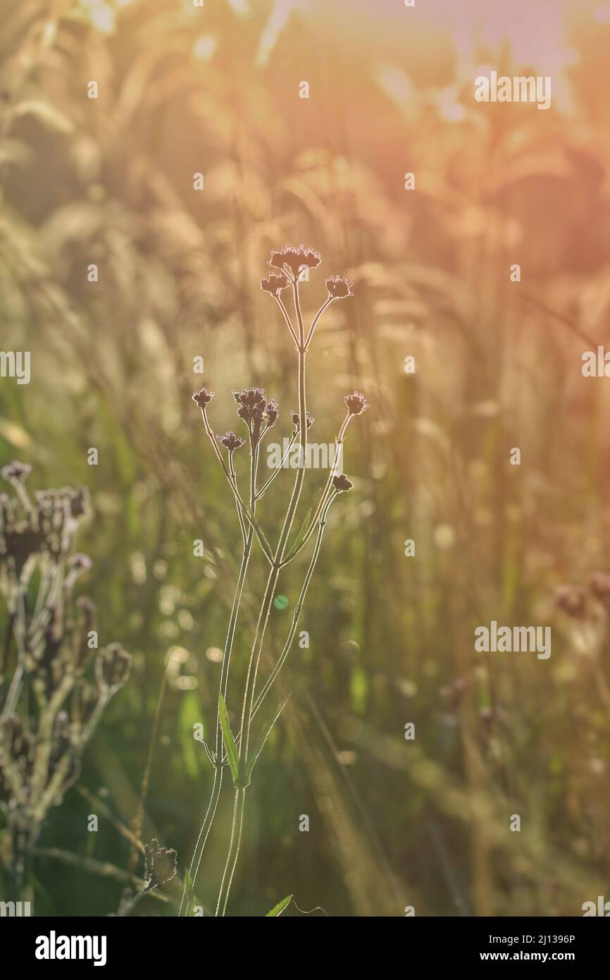 Vertical shot of sunlight on the field Stock Photo - Alamy