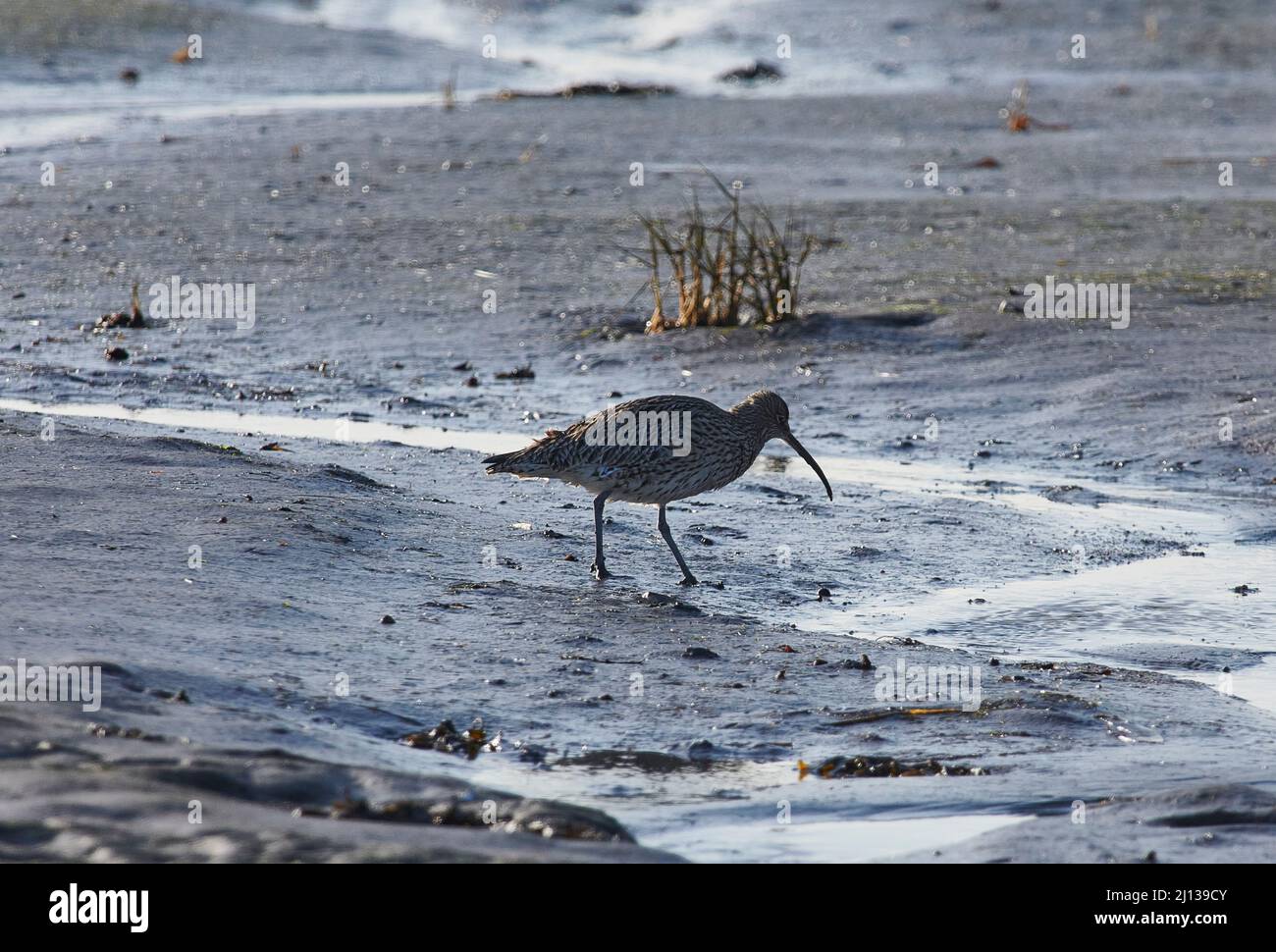 European Curlew (Numenius Arquata) serching for food on the mudflats of ...