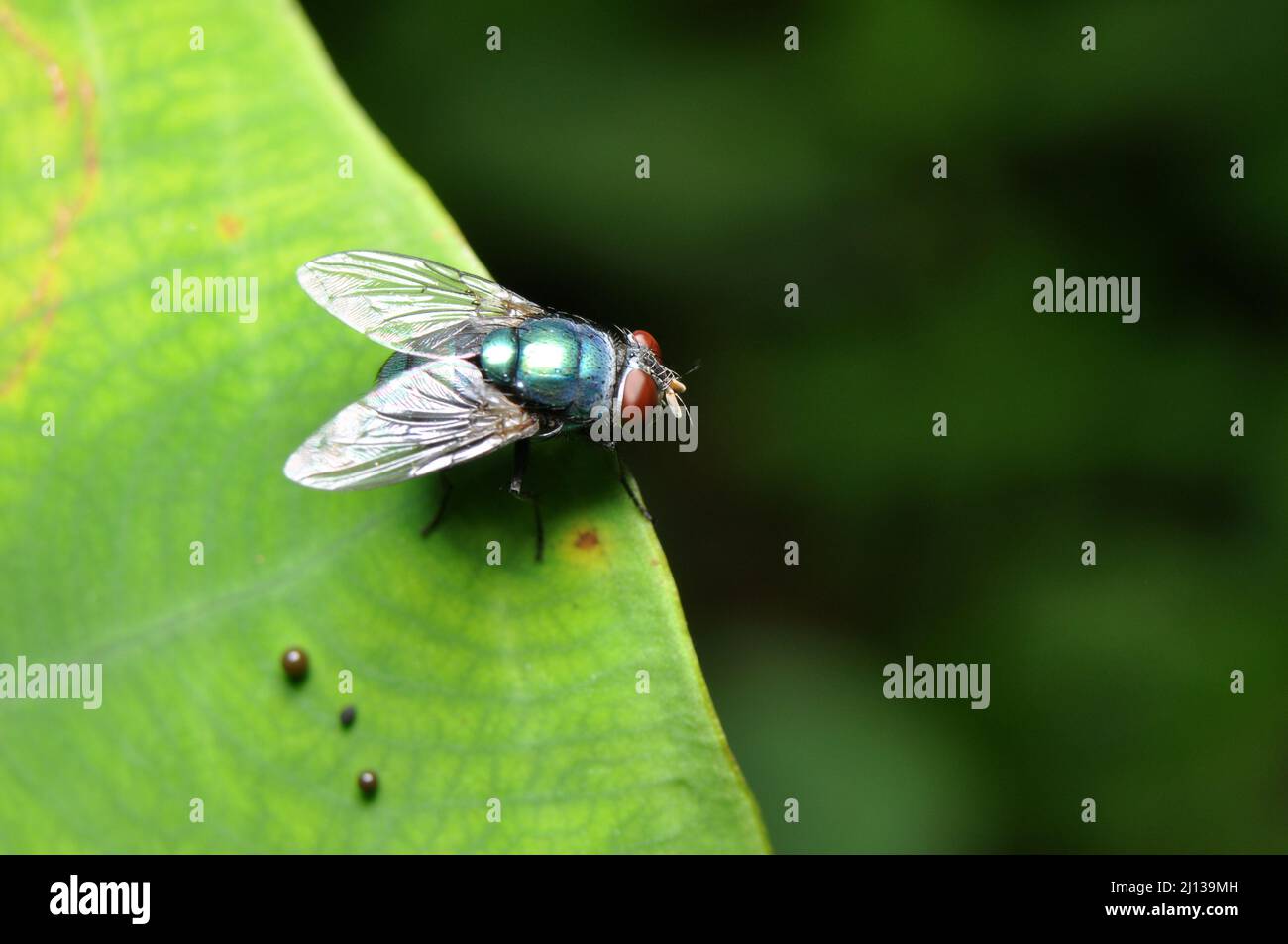Nature Outdoor Green Bottle Fly in Green Leaf Stock Photo - Alamy