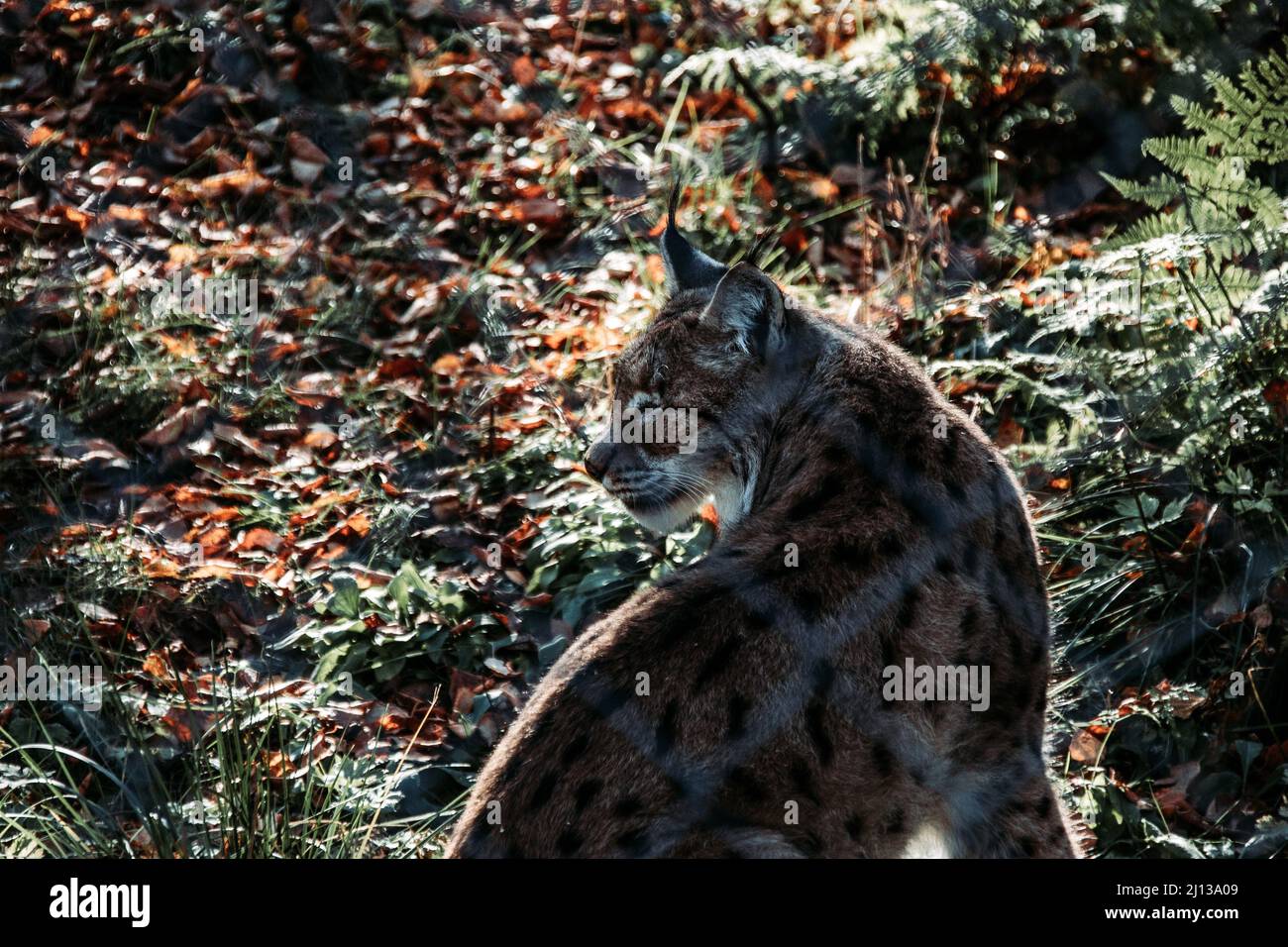Selective focus shot of Eurasian lynx (Lynx lynx Stock Photo - Alamy