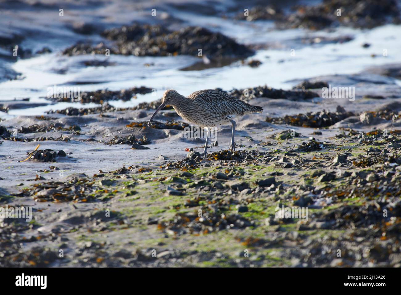 European Curlew (Numenius Arquata) searching for food on the mudflats ...