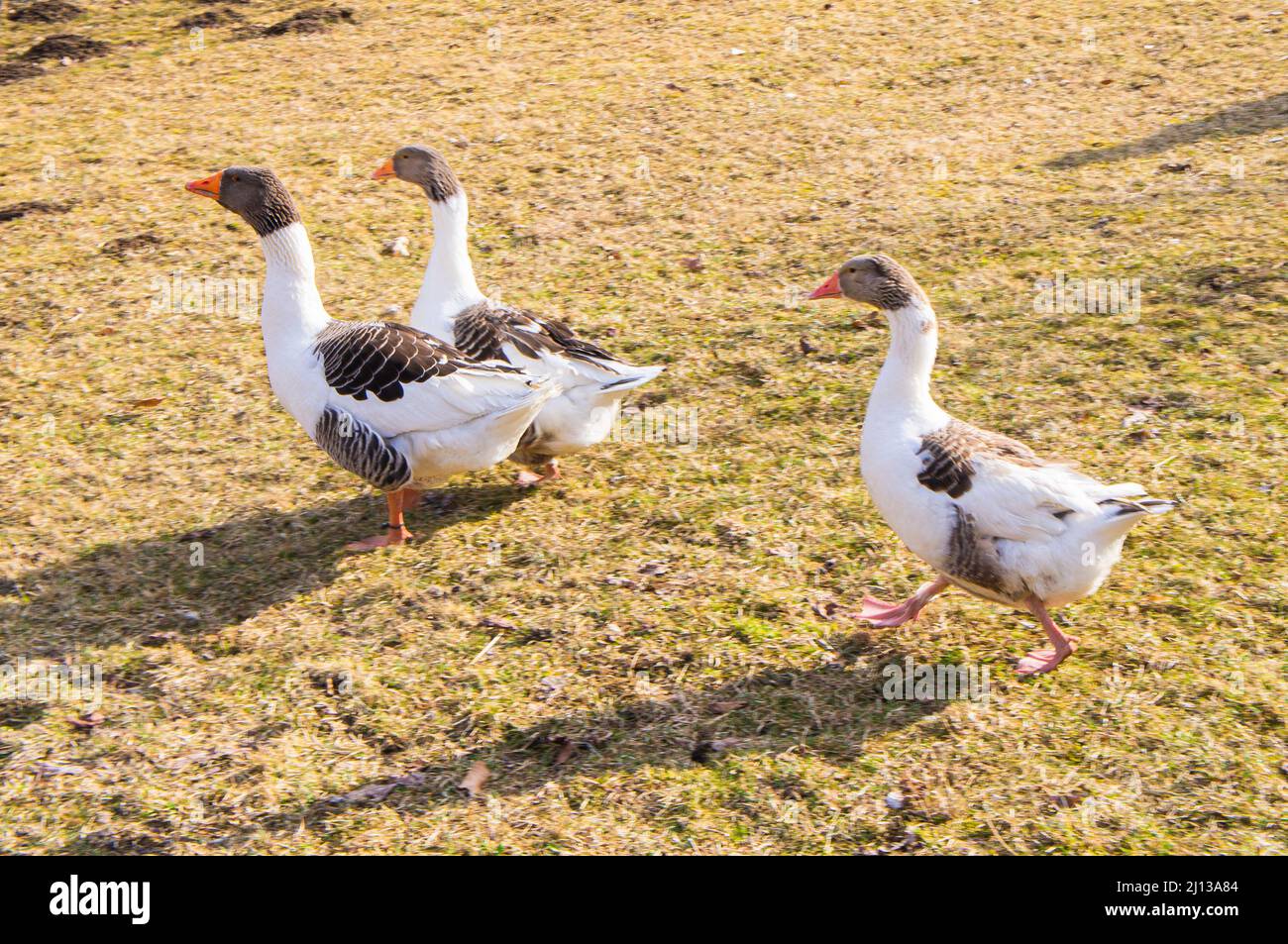 poultry, Pomeranian Goose breed, Anser anser f. domesticus (CTK Photo ...