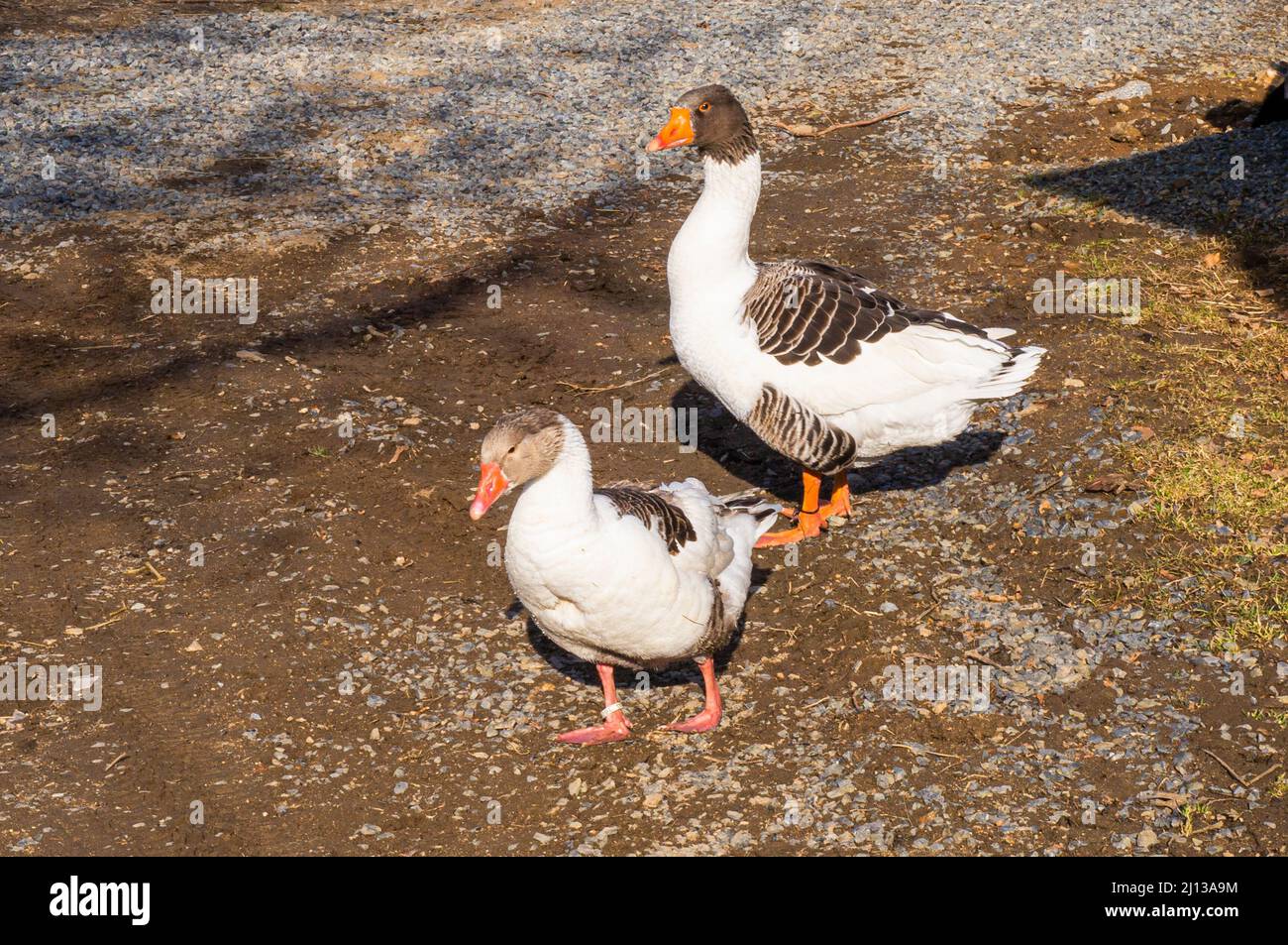 Pomeranian goose hi-res stock photography and images - Alamy