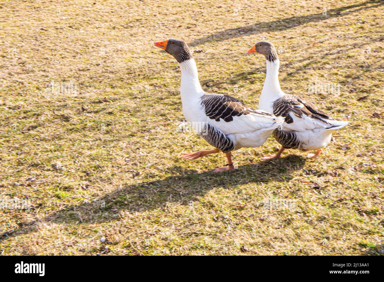 poultry, Pomeranian Goose breed, Anser anser f. domesticus (CTK Photo ...