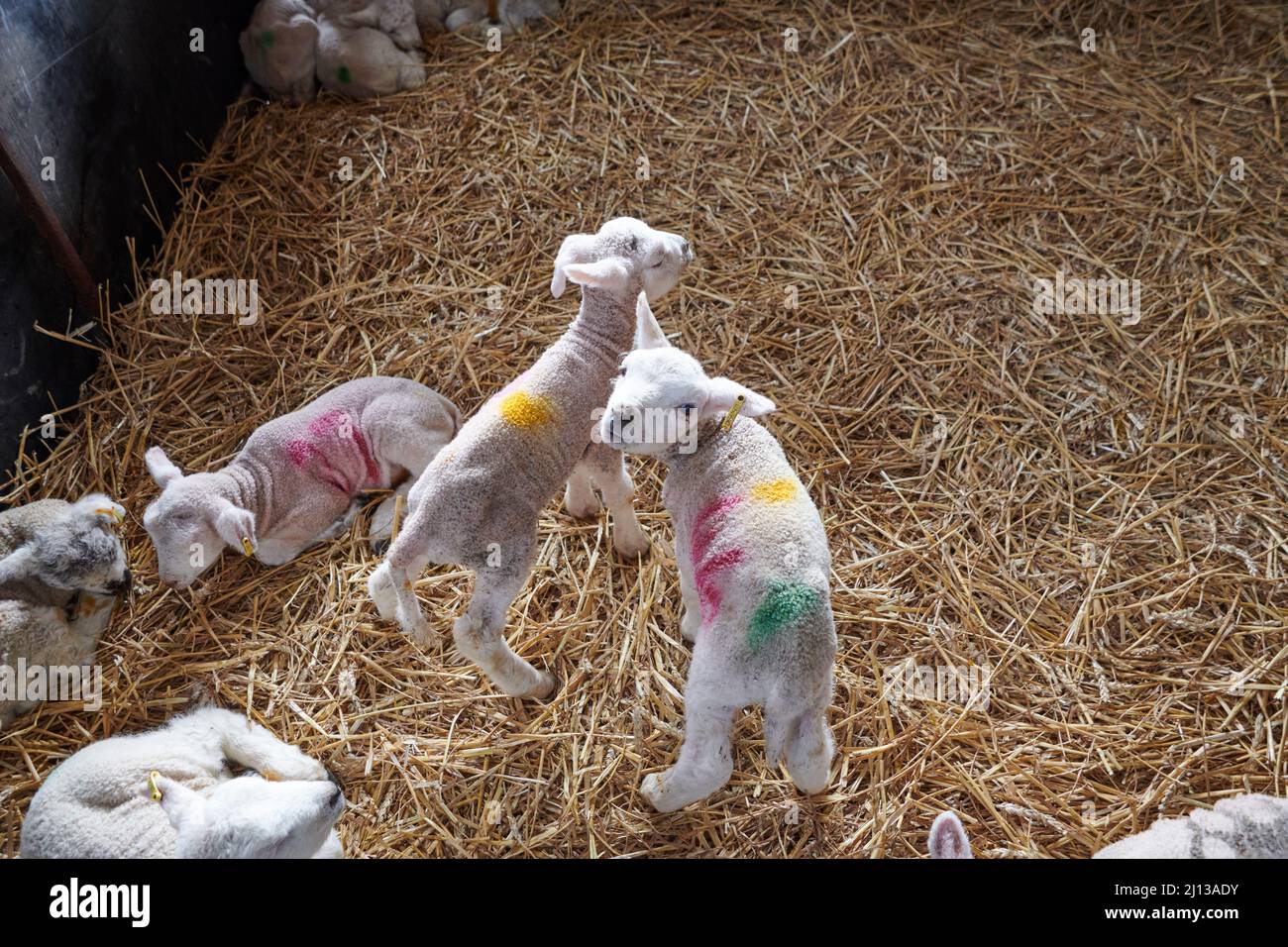 Orphan lambs just a few hours old in a crèche on the farm Stock Photo ...