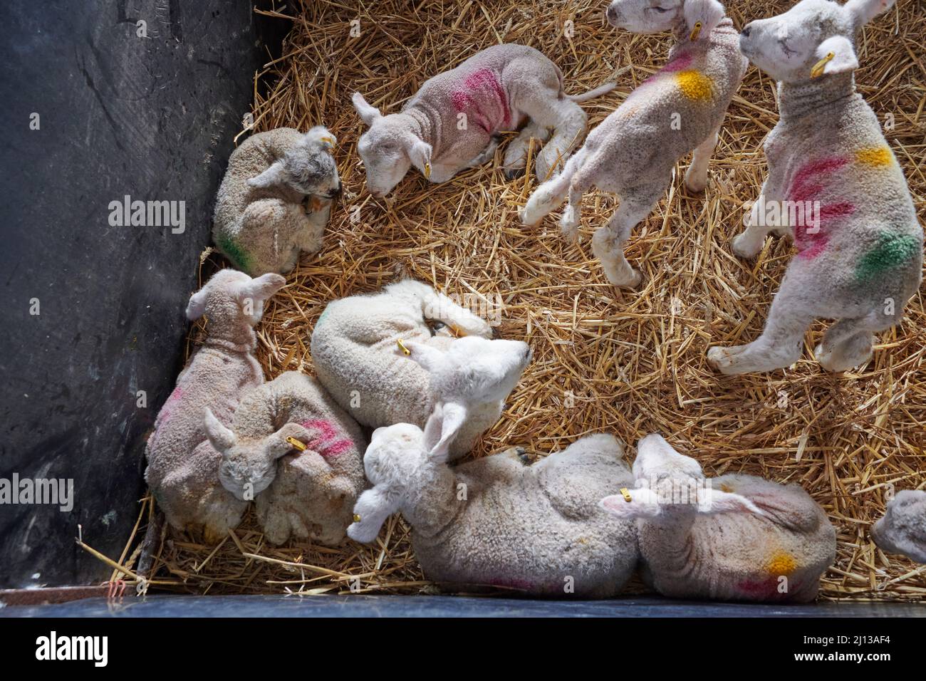 Orphan lambs just a few hours old in a crèche on the farm Stock Photo ...