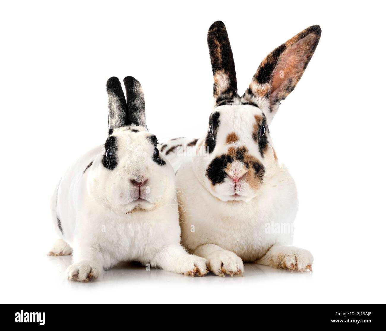 Rex rabbits in front of white background Stock Photo - Alamy
