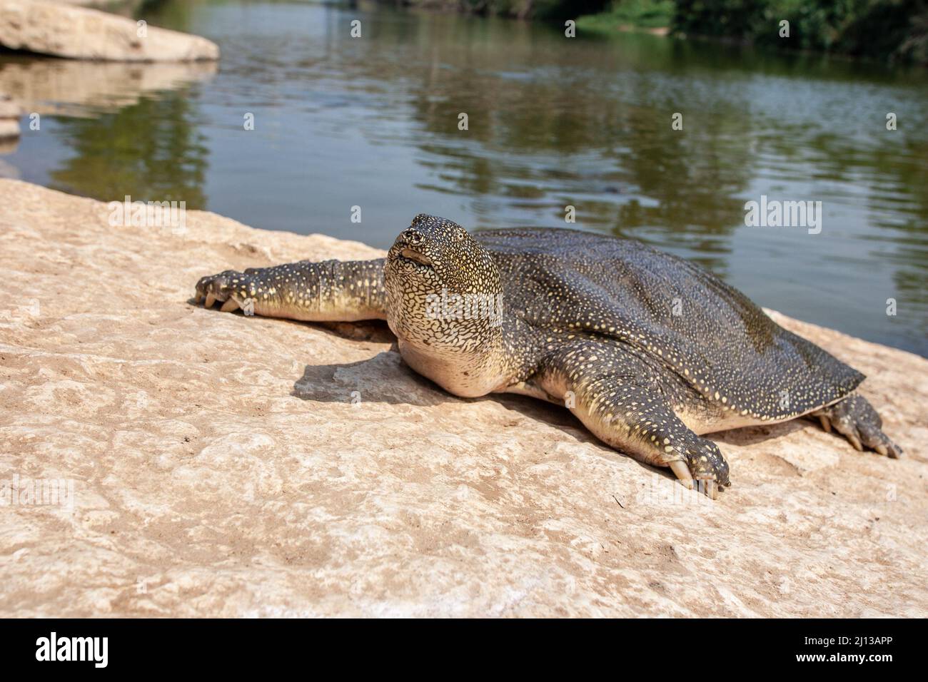 African softshell turtle (Trionyx triunguis). This species inhabits ...